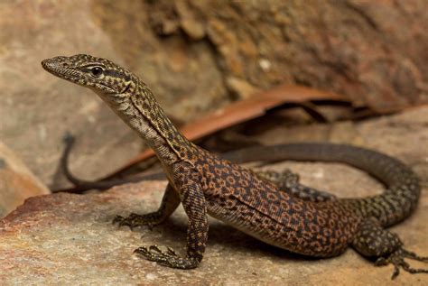 Image result for A Monitor Lizard