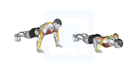 Image result for Fly Press Workout