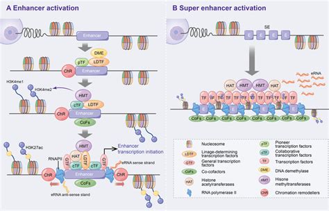 Image result for Super Repressor Enhancer