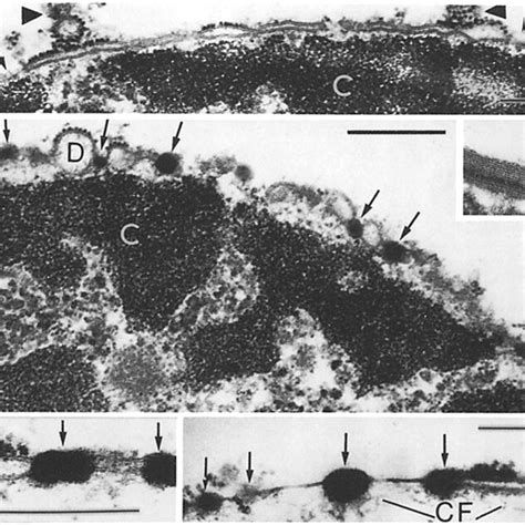 Image result for Nuclear Envelope Structure and Function