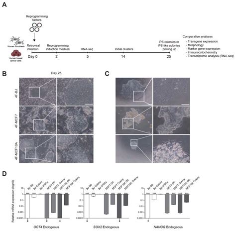 Image result for Stem Cell Reprogramming