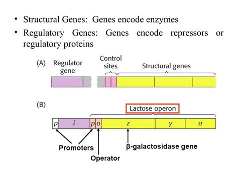 Image result for Operon PPT