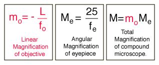 Compound Light Microscope Magnification Calculation | Shelly Lighting