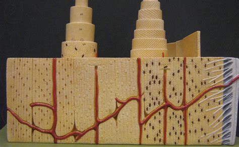 Image result for Compact Bone Cross Section