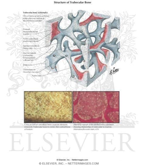 Image result for Trabecular Bone Structure