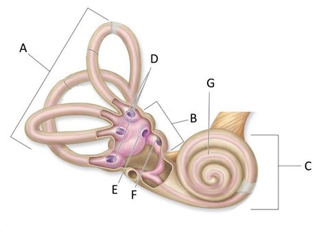 Image result for Inner Ear Shutterstock Exploding Box