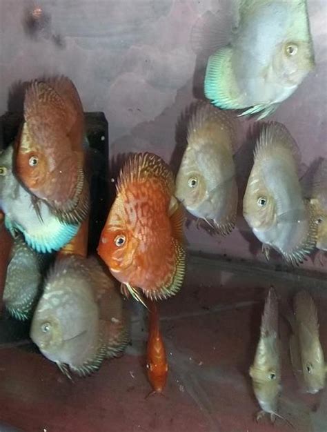 Image result for Rare Discus Fish