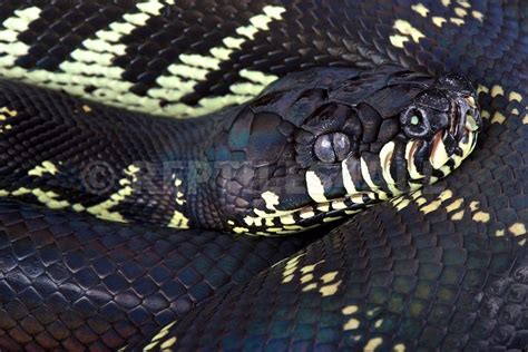 Image result for Boelen's Python