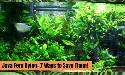 Image result for Java Fern Dying
