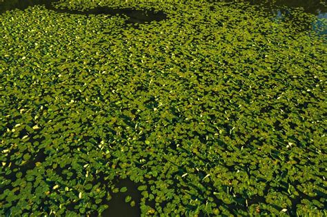 Image result for Minecraft Swamp Block Texture