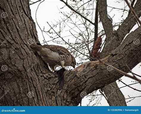 Image result for Red Tail Hawk Caatching Squirrel