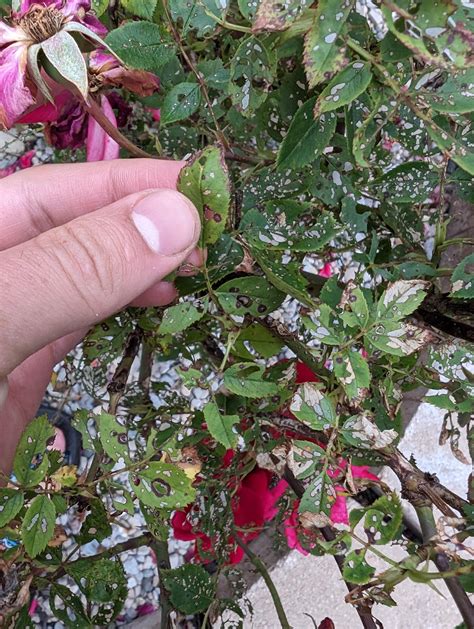Image result for Rose Bush Problems