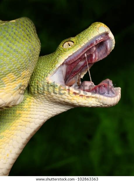 Image result for Inside a Python Mouth