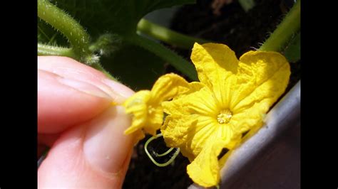 Image result for How to Manually Pollinate Cucumbers