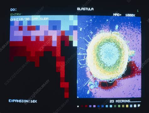 Image result for Blastula Development