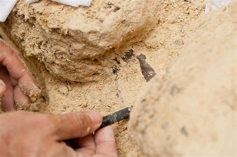 Image result for Fossil Digging