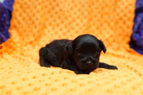 Image result for Sheltie Cavapoo Puppy