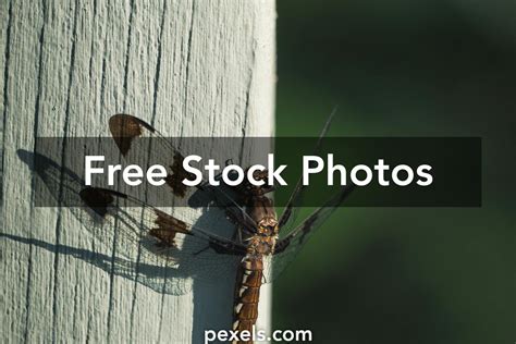 Image result for Fly Texture Unity