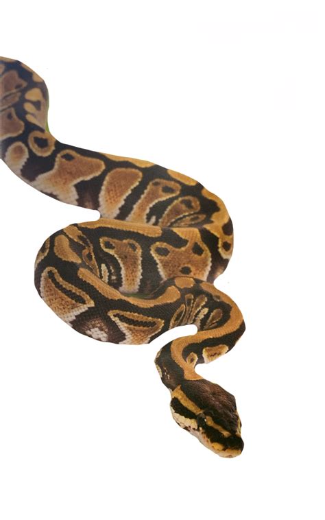 Image result for Bowling Ball Python