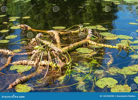 Image result for Tree Root Pattern