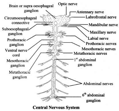 Image result for Cockroach Nervous System