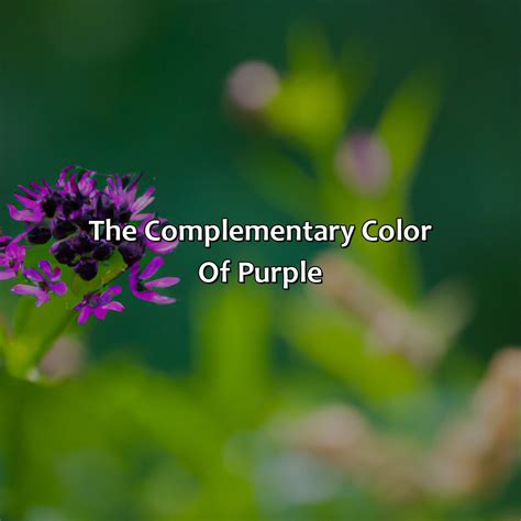 Image result for Complementary Color for Purple