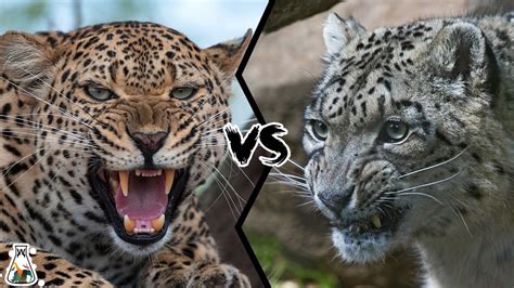 Image result for Snow Leopard versus Leopard