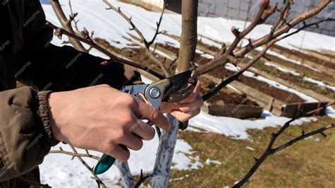 Image result for Pruning Fruit Trees Spring
