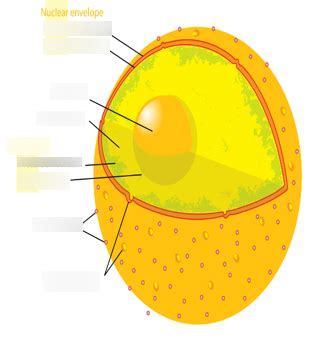 Nuclear Envelope Diagram | Quizlet