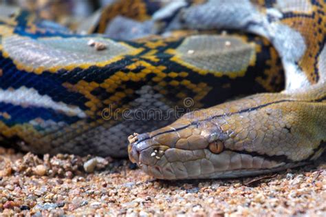 Image result for Calico Reticulated Python