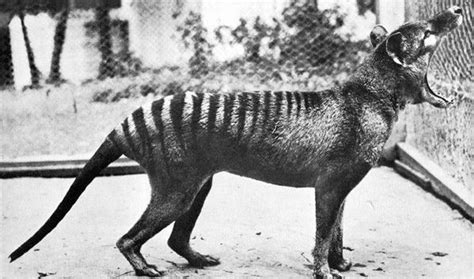 Tasmanian Tiger-Wolf - Extinct Animals Database