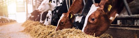 Image result for Colleges with Animal Science Programs