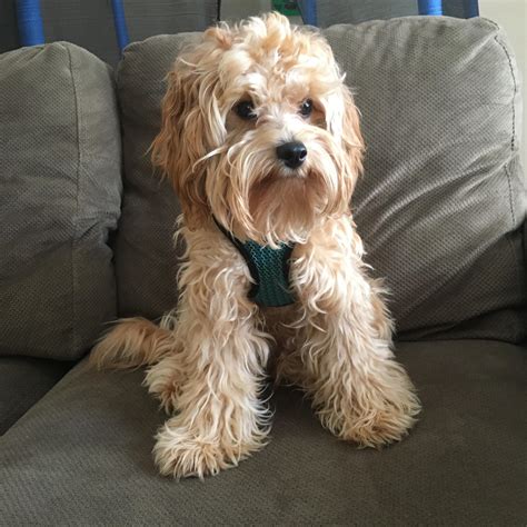 Image result for Cavapoo Eyes