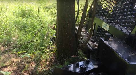 Image result for Grace Tree Terminator