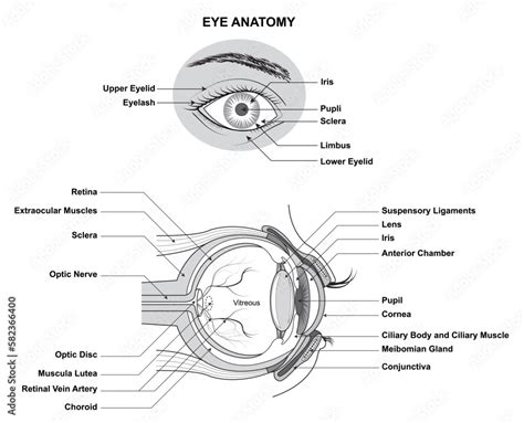 Image result for Eye Anatomy Function