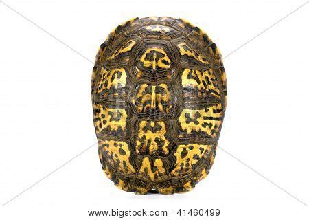 Image result for Empty Turtle Shell