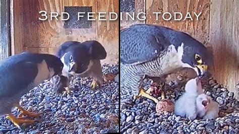 Image result for Box Camera Falcon