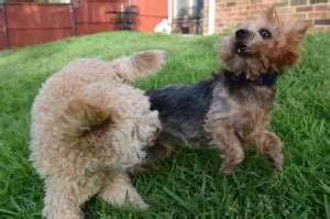 Image result for Cavapoo Yorkie