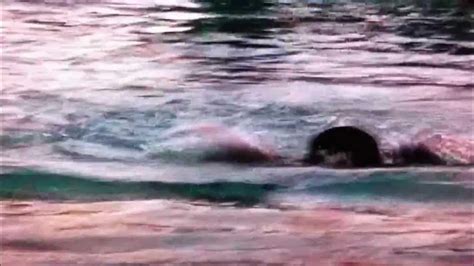 Image result for Win Fail Swimming