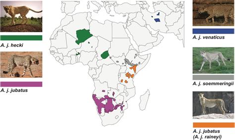 Asimilar Colonos El diseño cheetah habitat map pistón carro Rectángulo