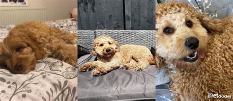 Image result for Apricot Cavapoo