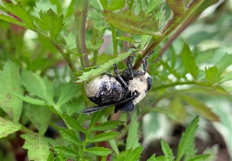 Image result for Mouse Bot Fly