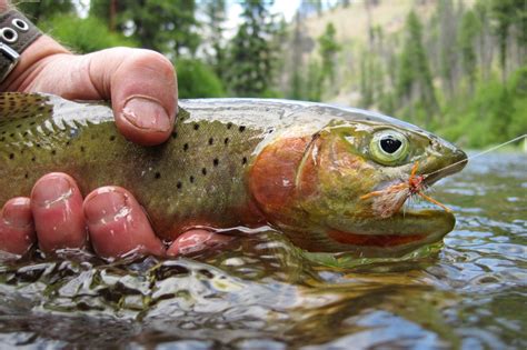 Image result for Fly Fish Cast
