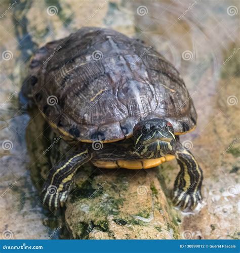 Image result for Slider Turtle