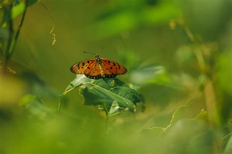 Image result for Cricket Insect Sound