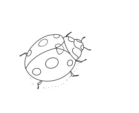 Image result for Ladybug Simple Drawing
