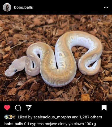 Cute Ball Python Pet Snake