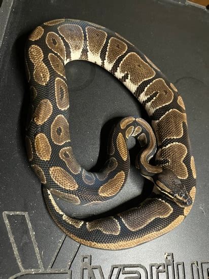 Image result for Regular Ball Python