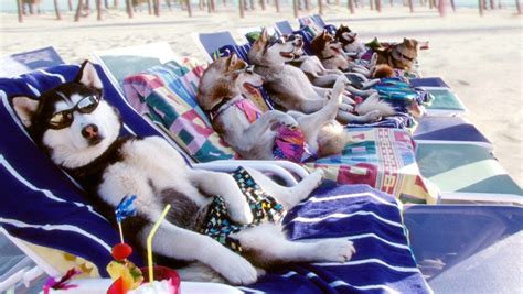 Image result for Snow Dogs Disney Channel Promo