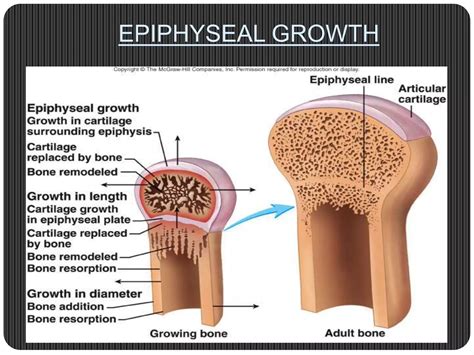 Image result for Bone Development